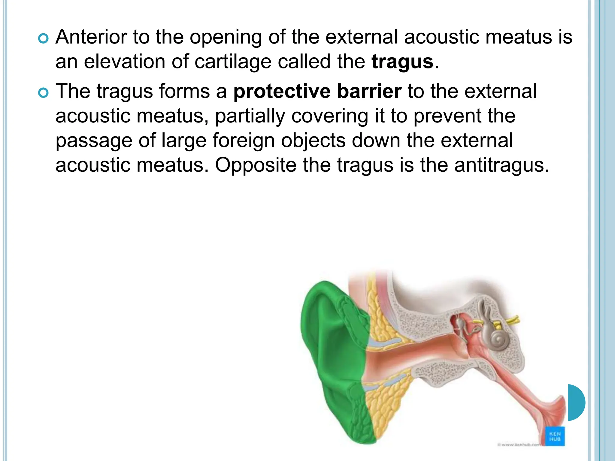 The Sensory Organs ( Anatomy & Physiology) | PPTX