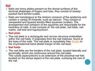The Sensory Organs ( Anatomy & Physiology) | PPTX | Skin and ...