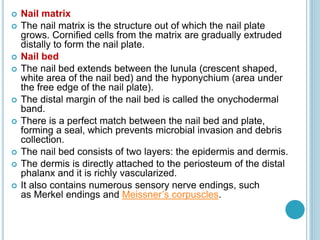 The Sensory Organs ( Anatomy & Physiology) | PPTX | Skin and ...