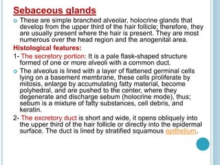 The Sensory Organs ( Anatomy & Physiology) | PPTX