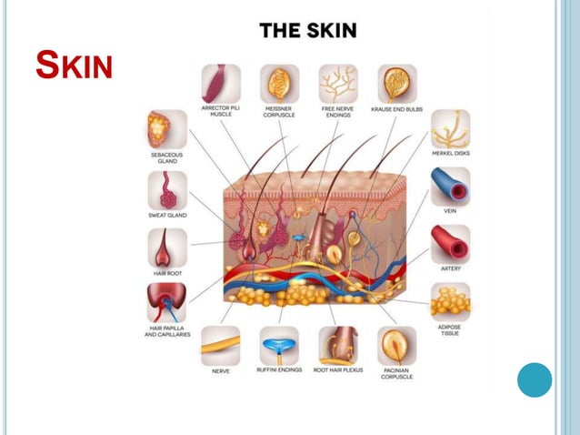 The Sensory Organs ( Anatomy & Physiology) | PPTX | Skin and ...