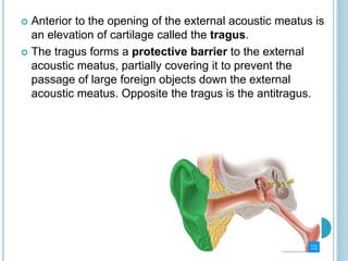 The Sensory Organs ( Anatomy & Physiology) | PPTX