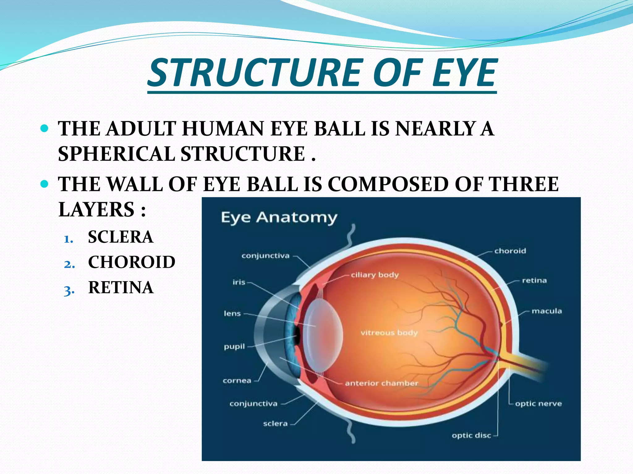 SENSORY ORGAN: EYES// EYE STRUCTURE// EYE BALL | PPTX