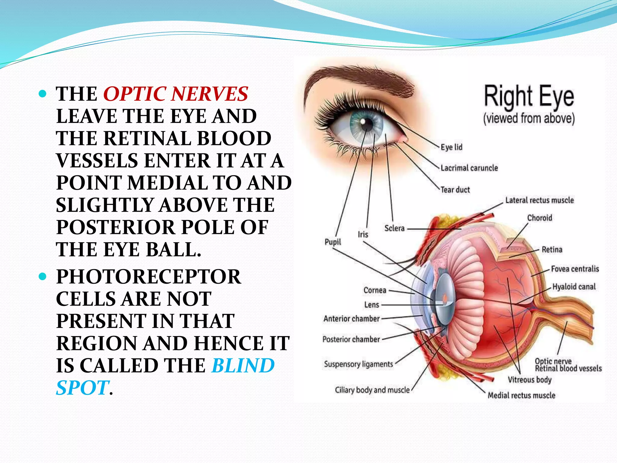 SENSORY ORGAN: EYES// EYE STRUCTURE// EYE BALL | PPTX