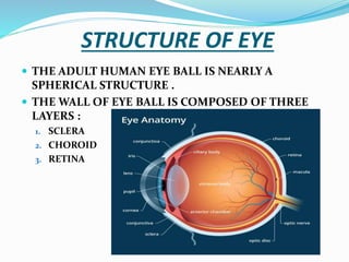 SENSORY ORGAN: EYES// EYE STRUCTURE// EYE BALL | PPT