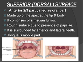 Sensory organs | PPT