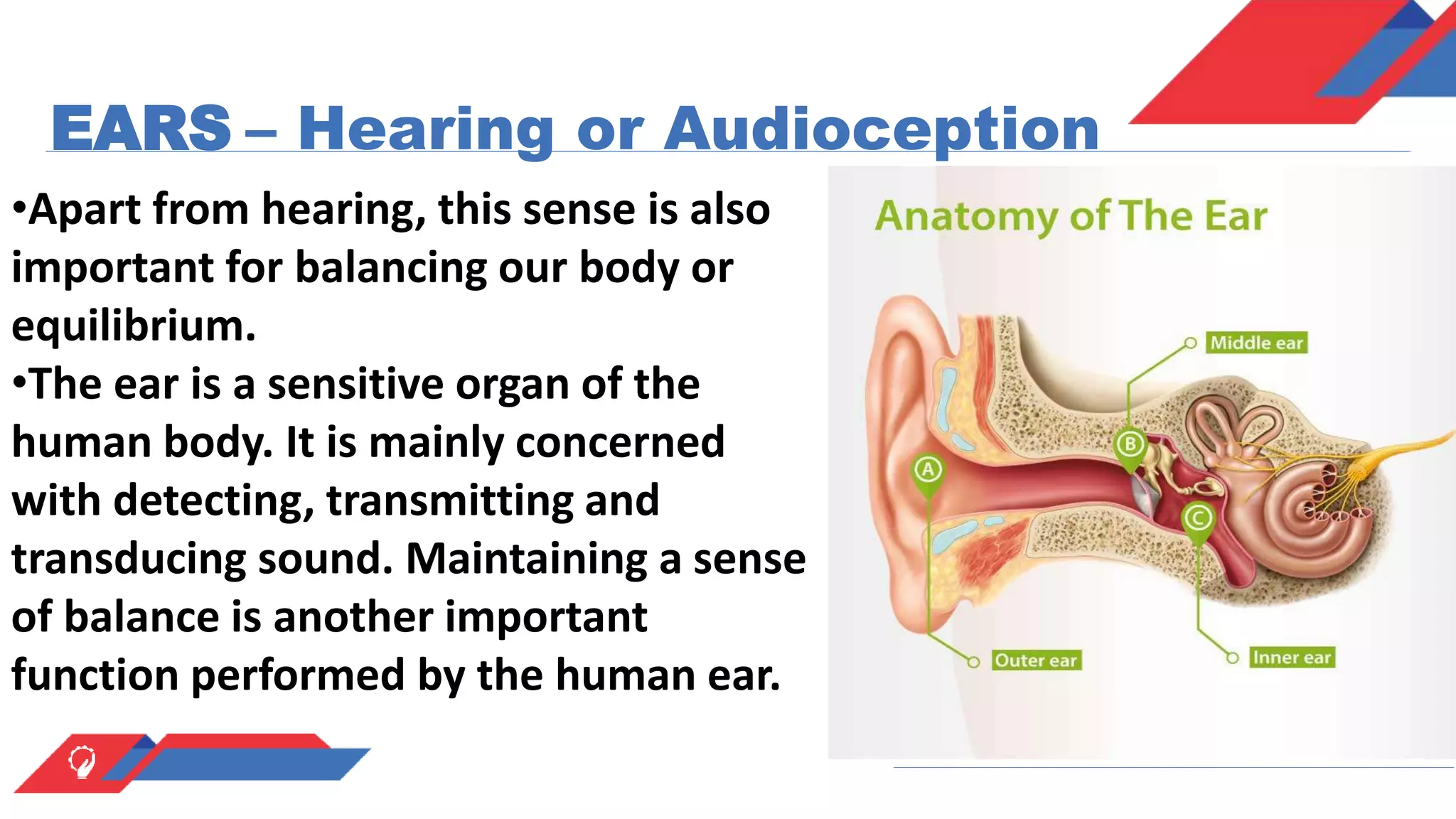 Sensory organs ; ears and nose | PPTX | Digital Audio | Computer Software and Applications