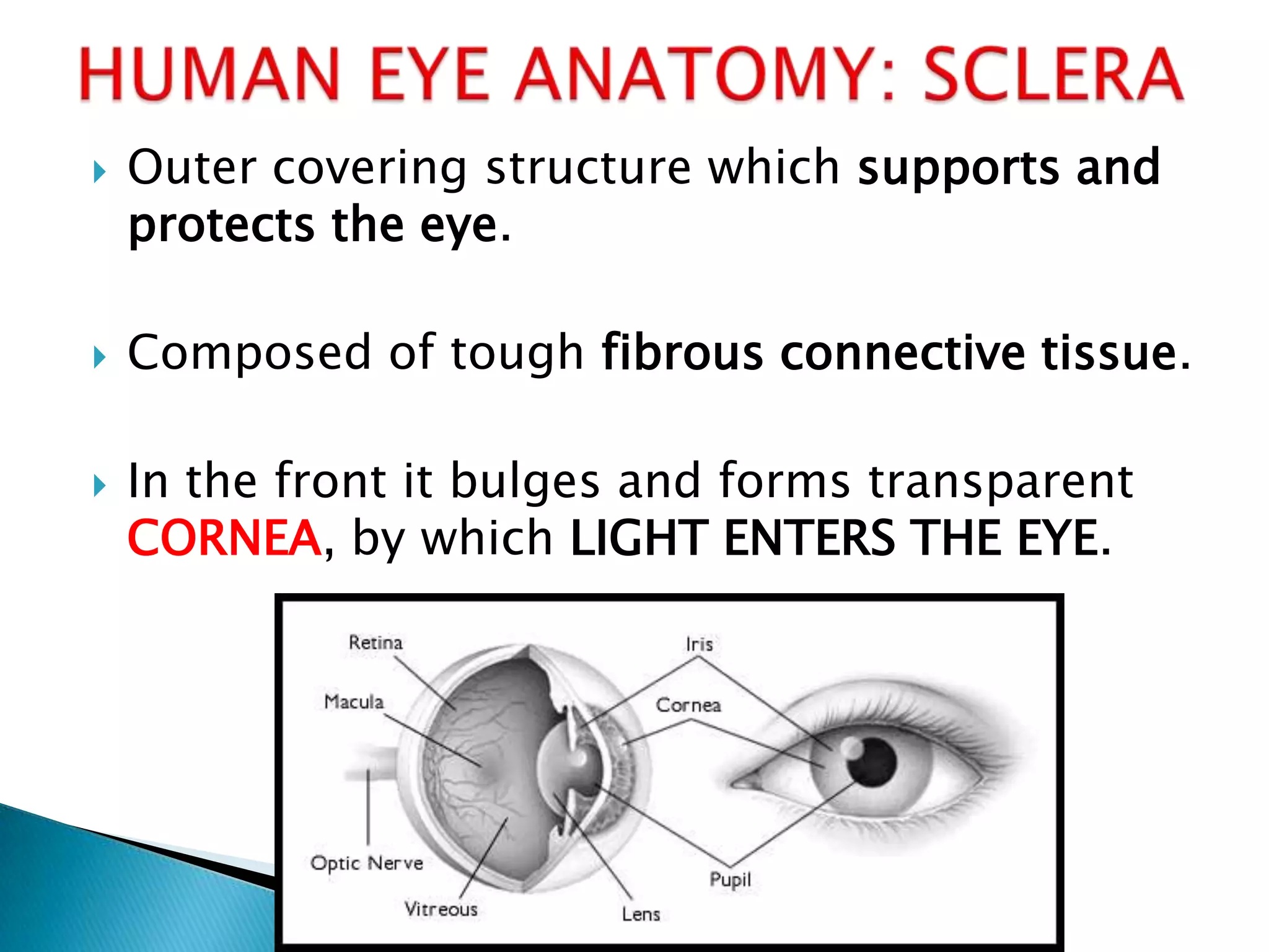 Sensory organs eyes | PPTX