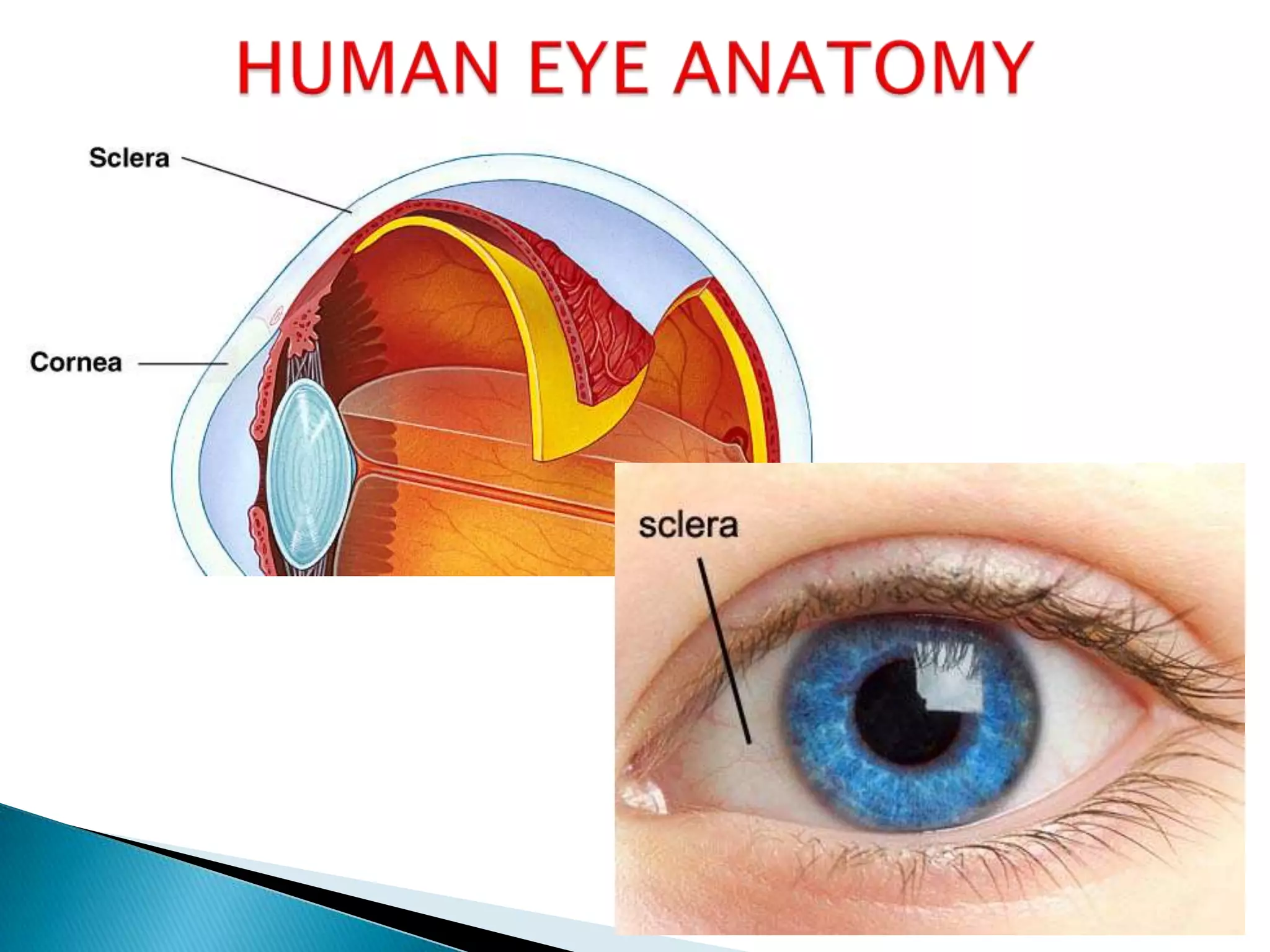 Sensory organs eyes | PPTX