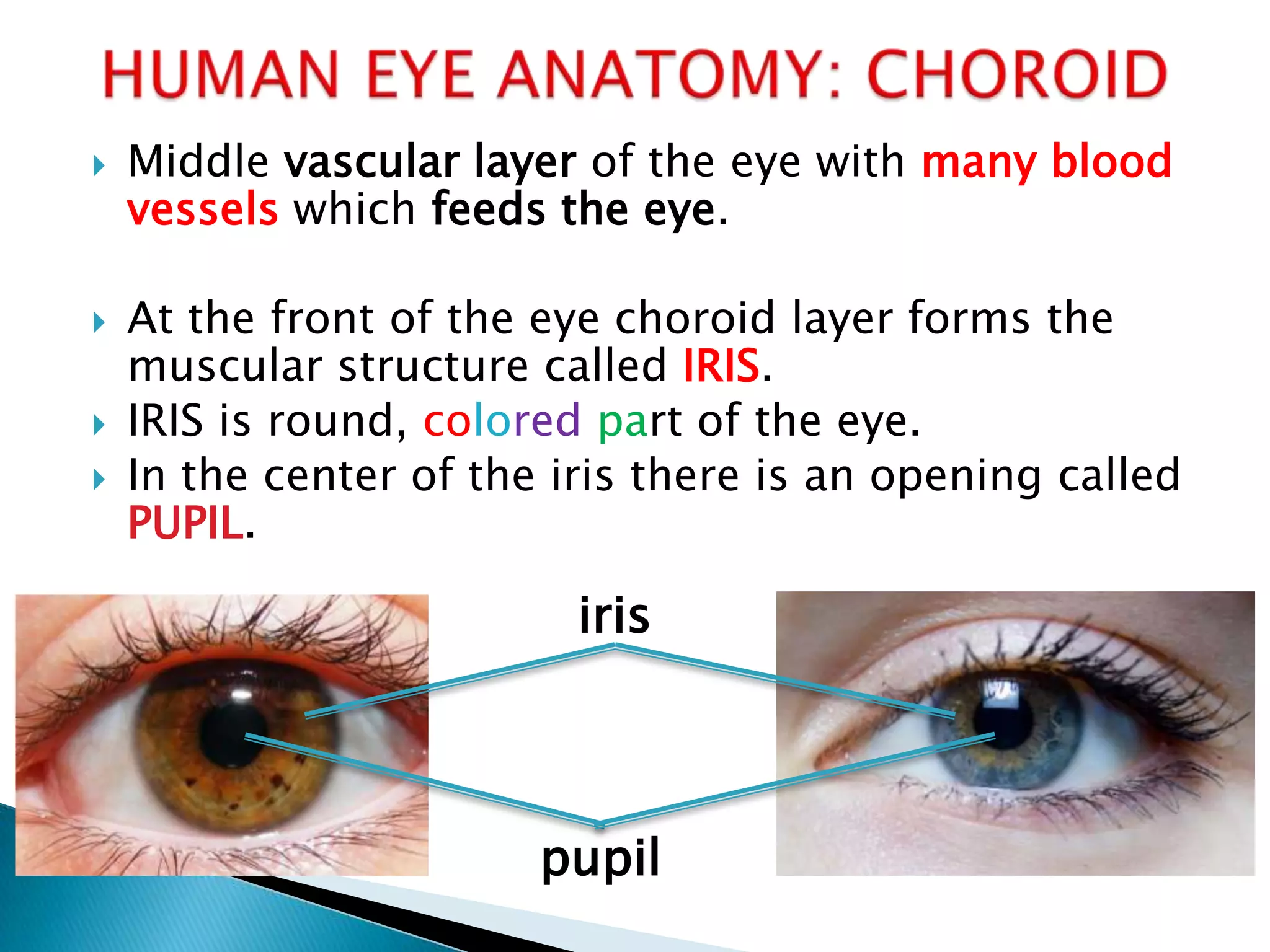 Sensory organs eyes | PPTX