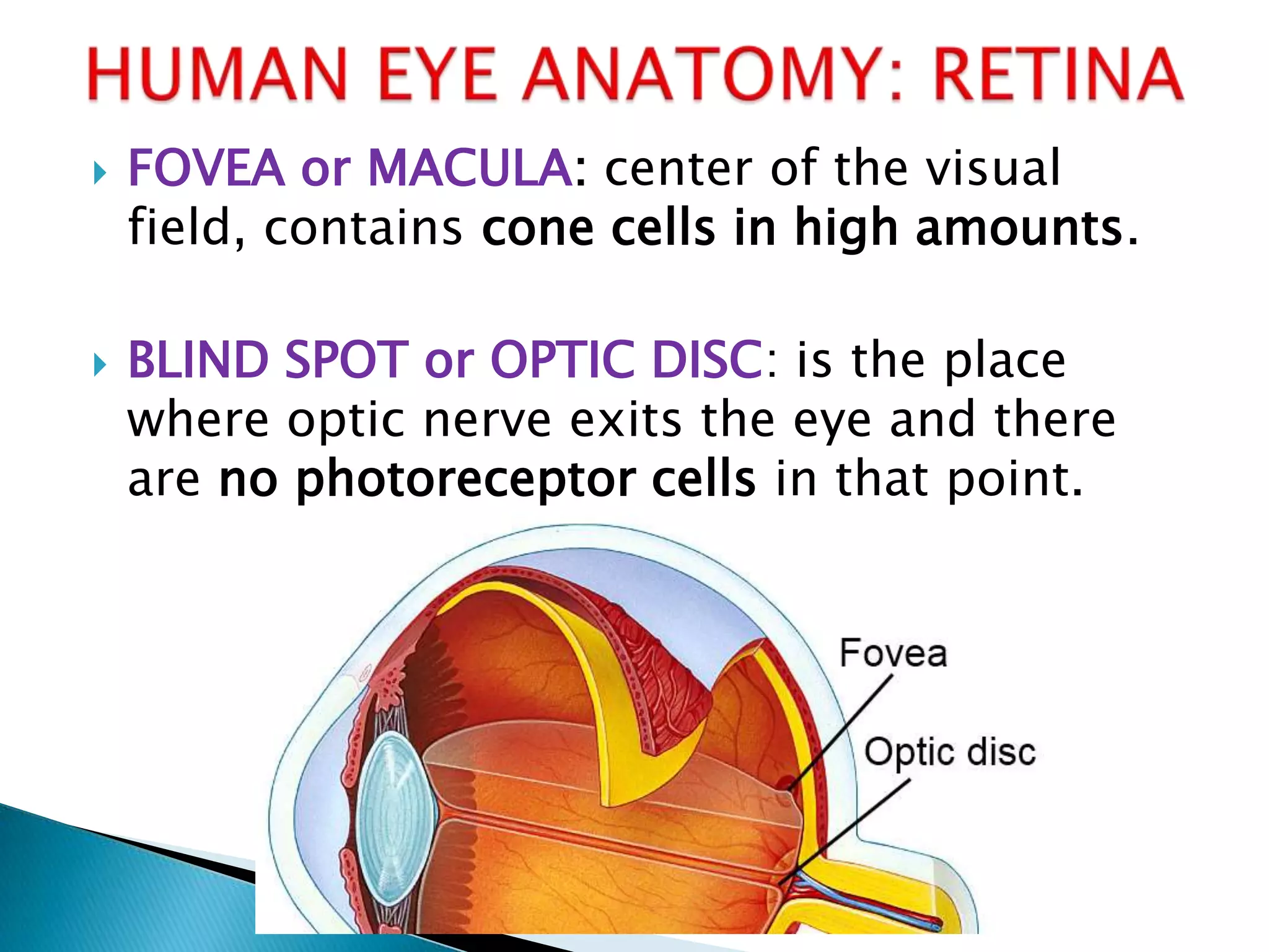 Sensory organs eyes | PPTX