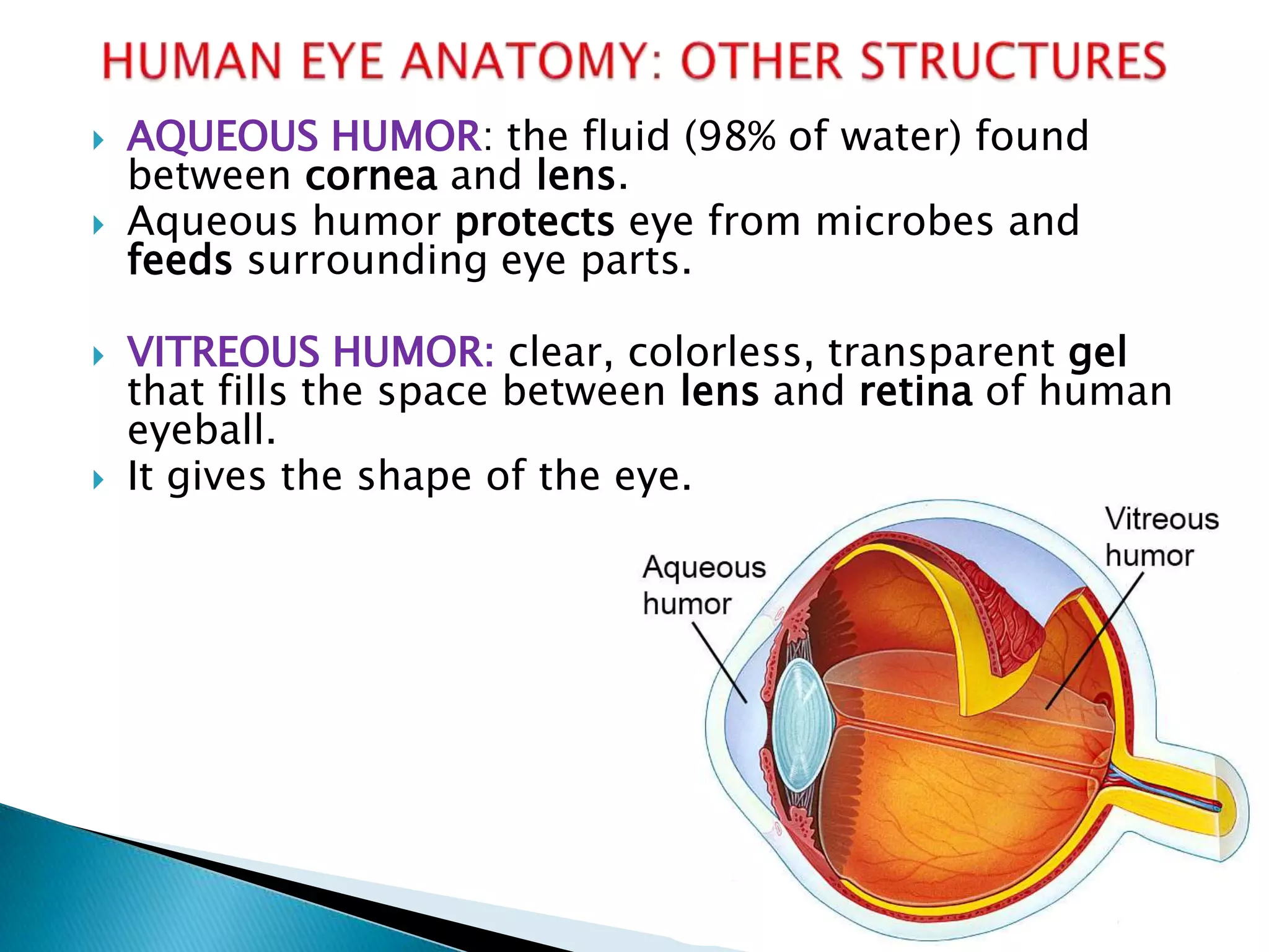 Sensory organs eyes | PPTX