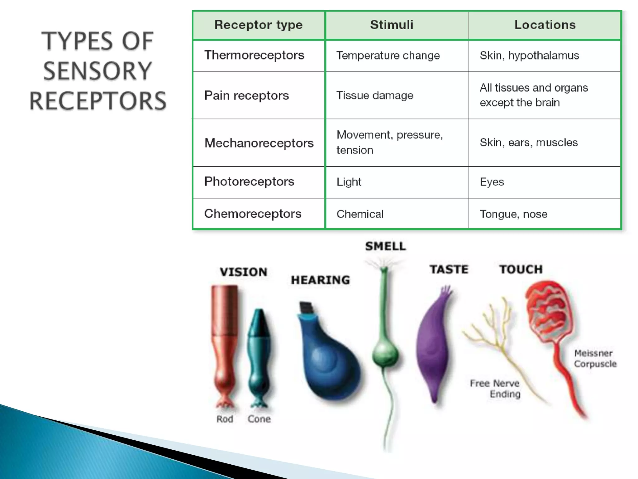 Sensory organs eyes | PPTX
