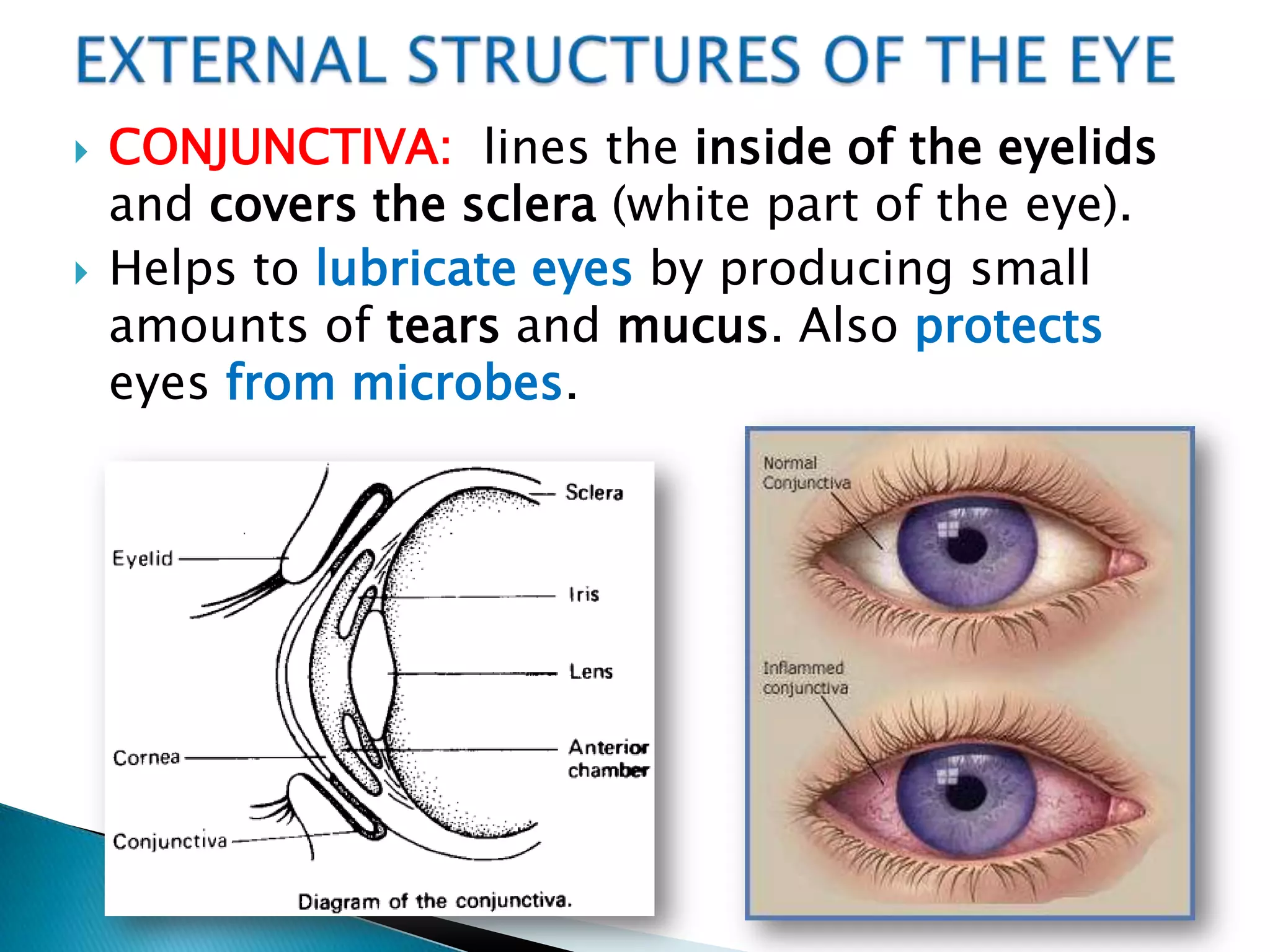 Sensory organs eyes | PPTX