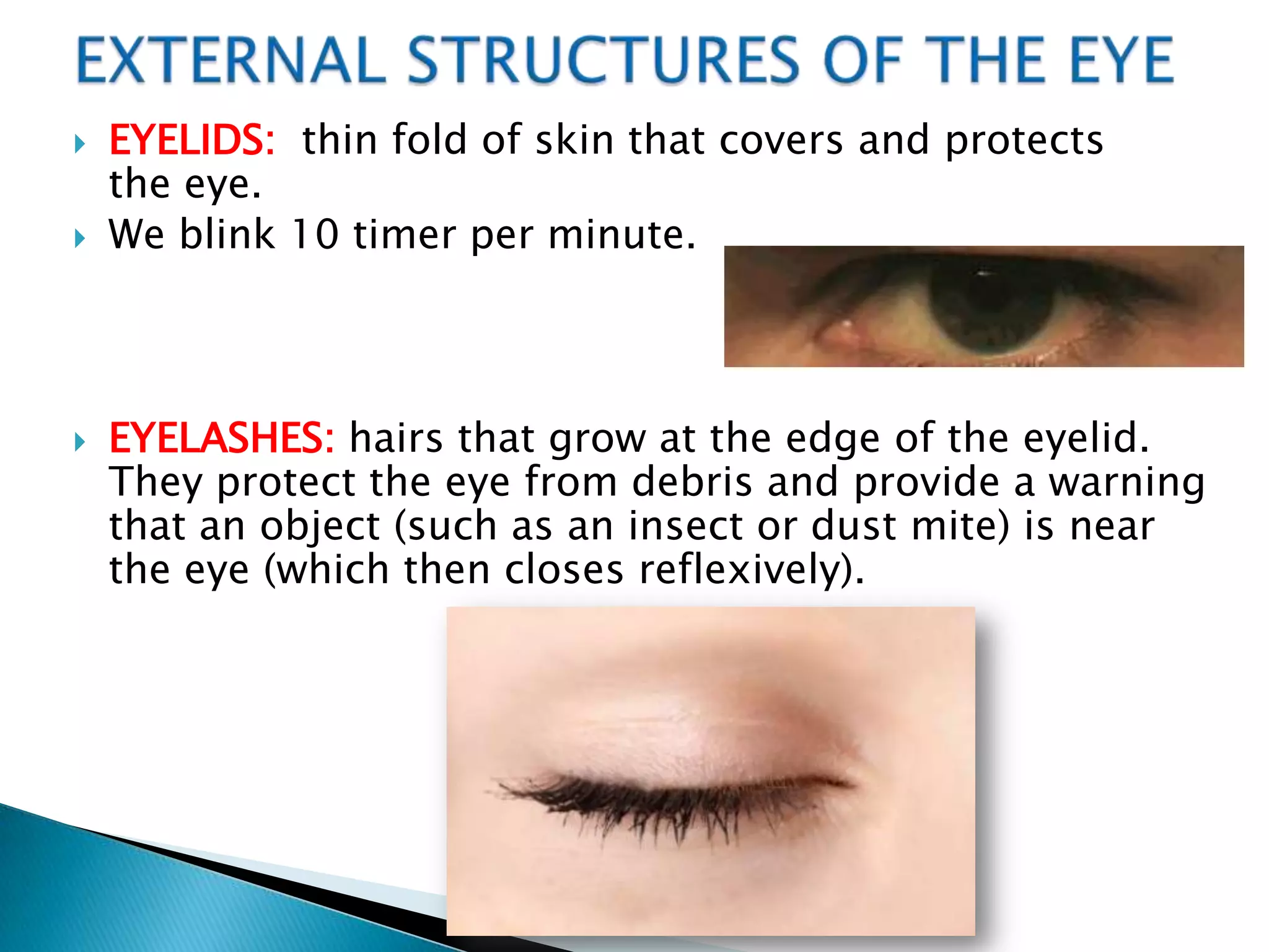 Sensory organs eyes | PPTX