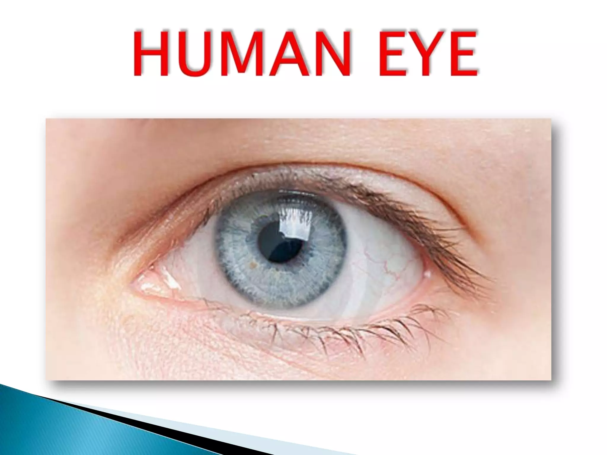 Sensory organs eyes | PPTX