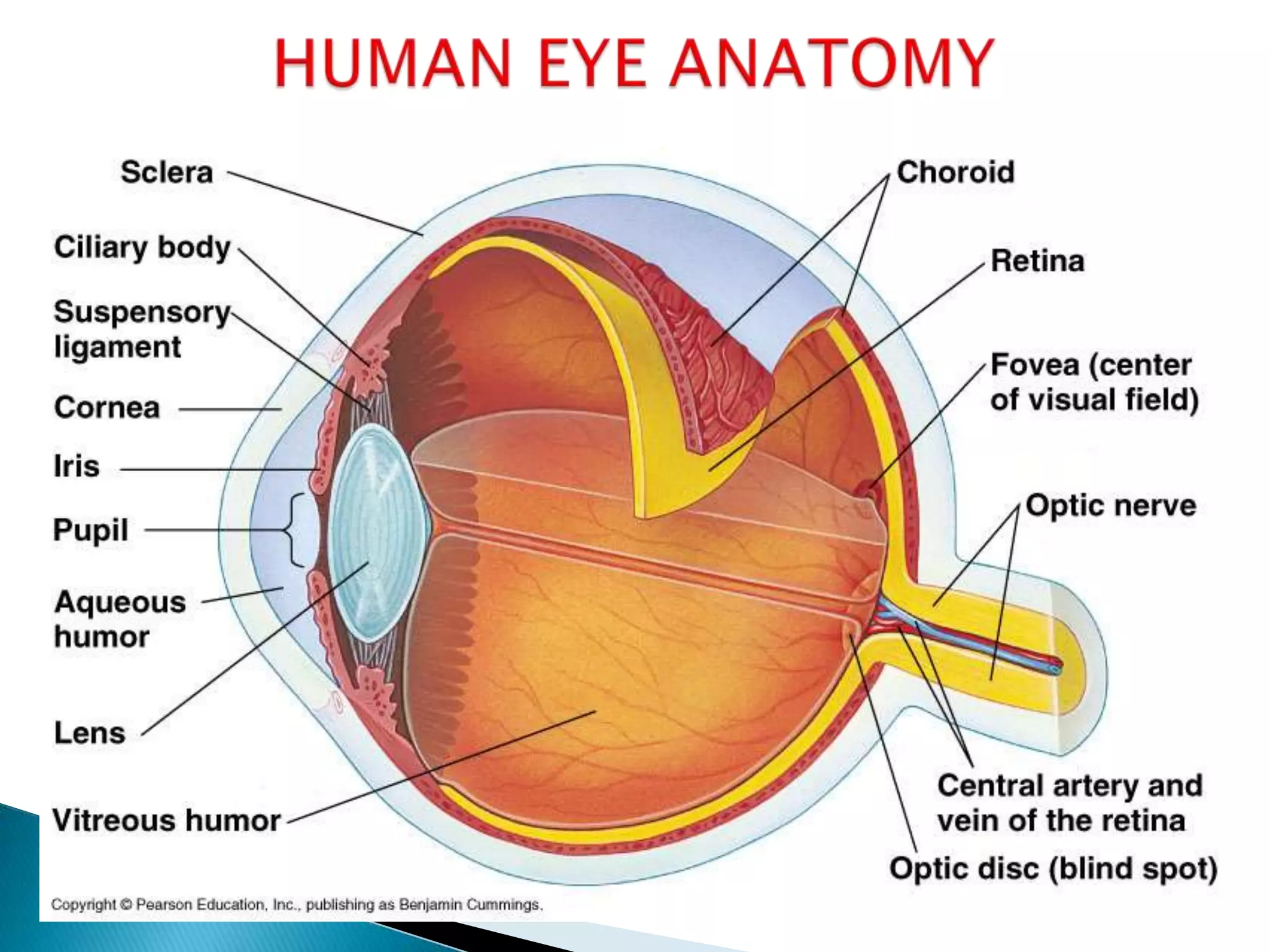 Sensory organs eyes | PPT | Free Download