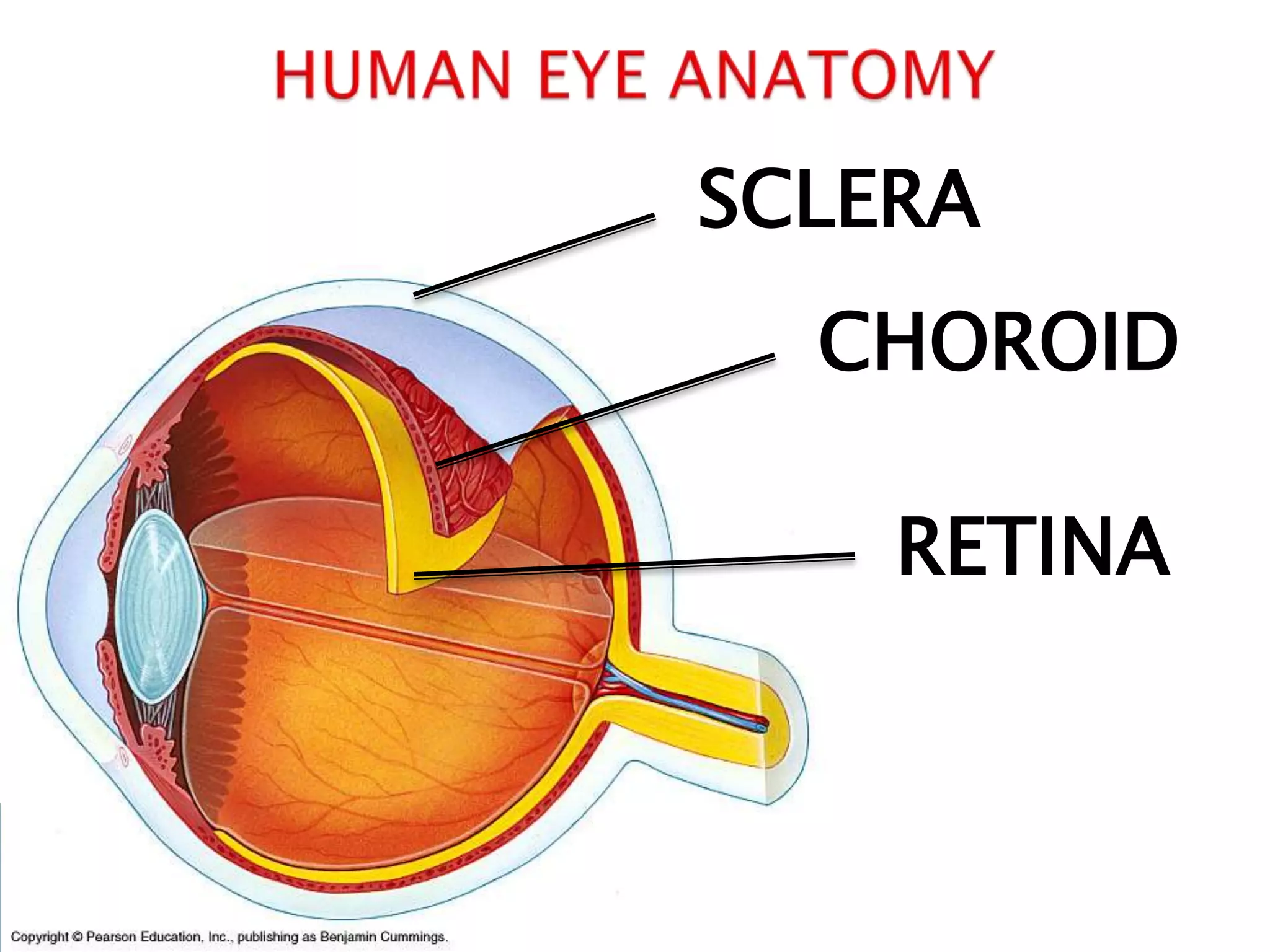 Sensory organs eyes | PPTX