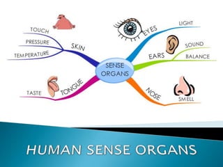 Sensory organs eyes | PPTX
