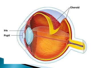 Sensory organs eyes | PPTX