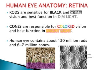 Sensory organs eyes | PPTX