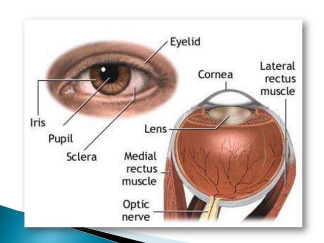Sensory organs eyes | PPTX