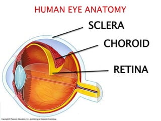 Sensory organs eyes | PPTX