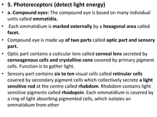 Sensoryorgansininsects 181226130043 | PDF