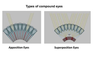 Sensoryorgansininsects 181226130043 | PPT
