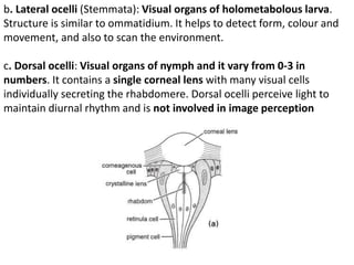Sensoryorgansininsects 181226130043 | PPT