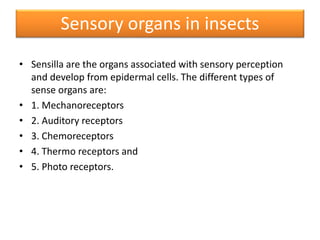 Sensoryorgansininsects 181226130043 | PPT