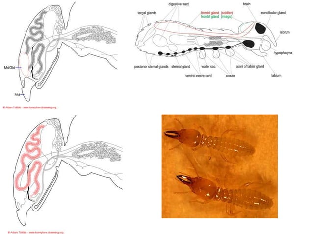 Sensoryorgansininsects 181226130043 | PPT