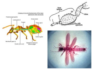 Sensoryorgansininsects 181226130043 | PDF