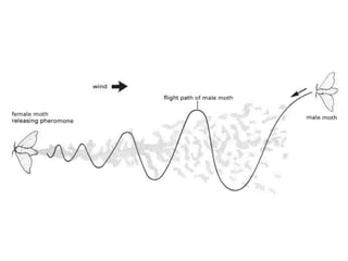 Sensoryorgansininsects 181226130043 | PPT