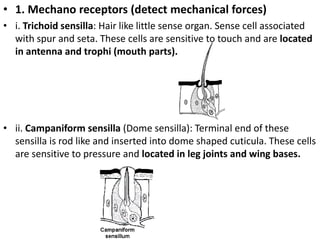 Sensoryorgansininsects 181226130043 | PPT