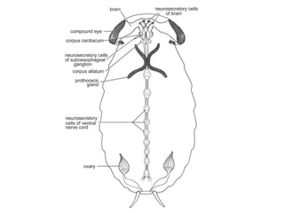 Sensoryorgansininsects 181226130043 | PPT
