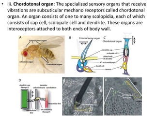 Sensoryorgansininsects 181226130043 | PPT