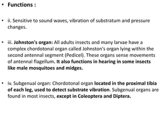 Sensoryorgansininsects 181226130043 | PPT