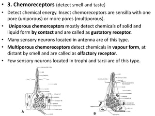 Sensoryorgansininsects 181226130043 | PPT