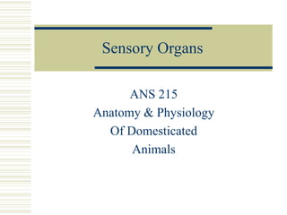 SensoryOrgansIV.ppt