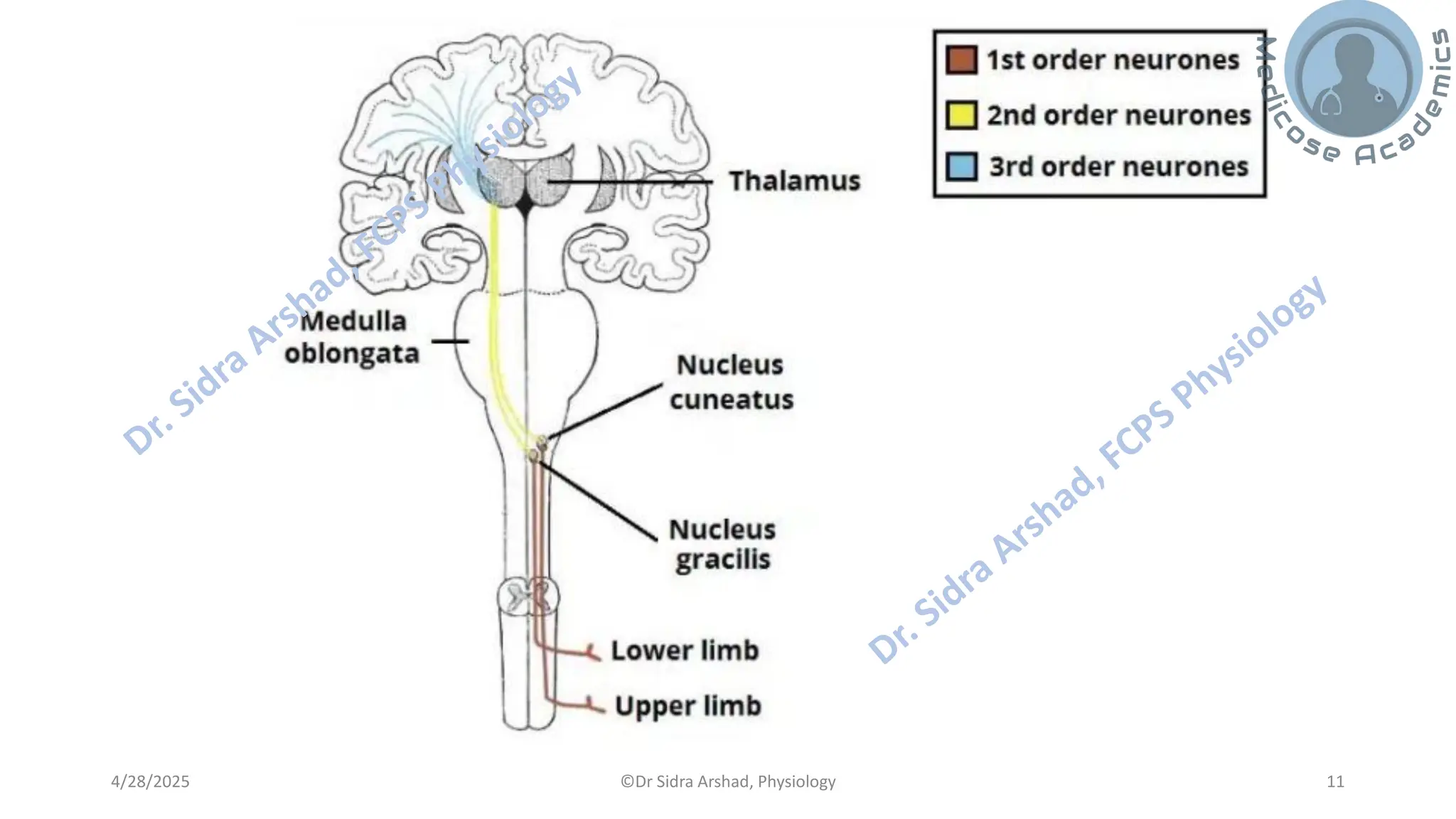 The Physiology of Central Nervous System - Sensory Pathways | PDF