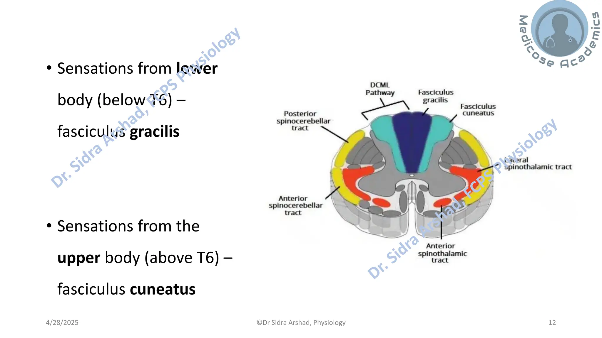 The Physiology of Central Nervous System - Sensory Pathways | PPT