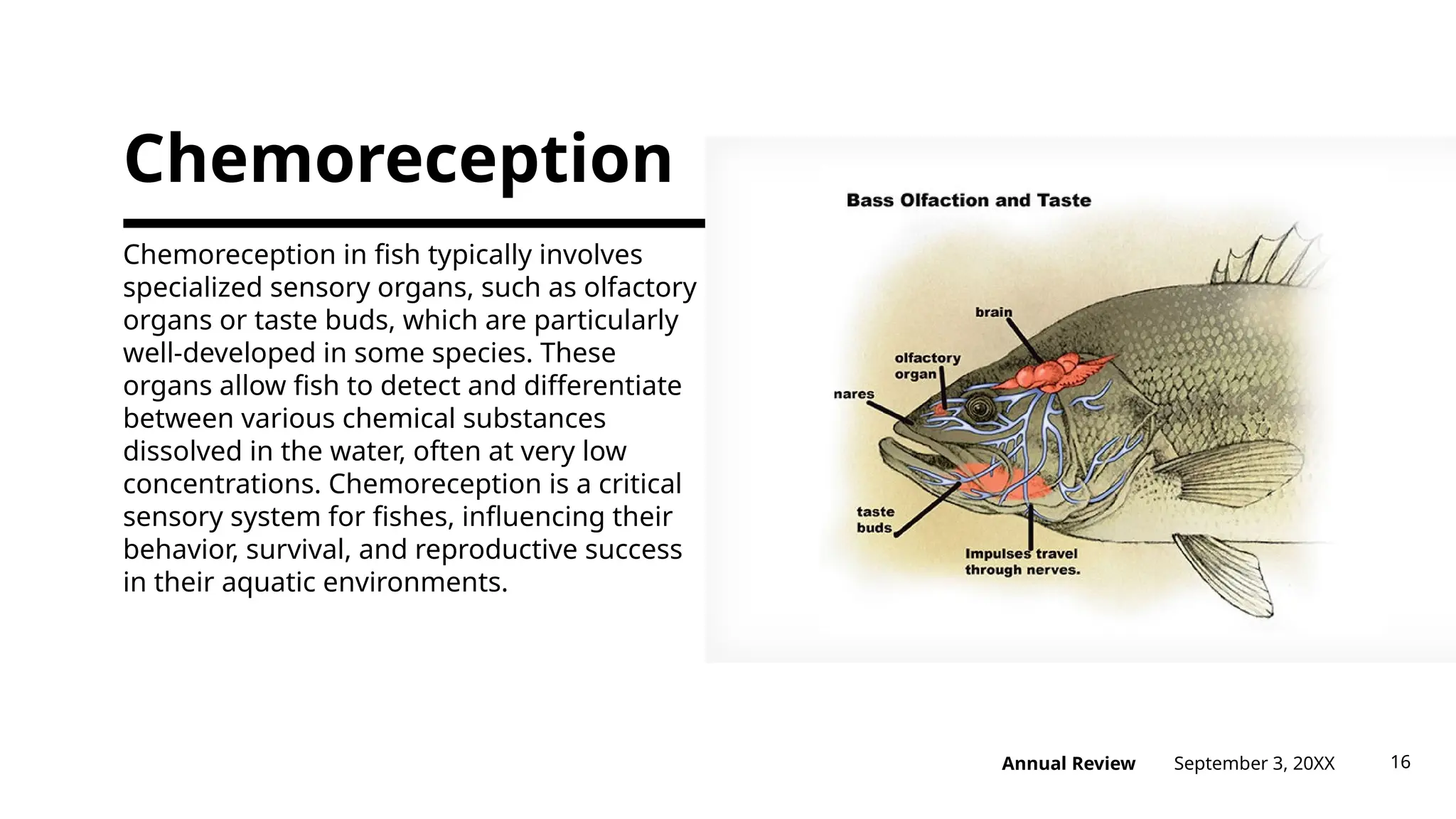 Sensory Perception of fishes physiology of aquatic organism | PPTX