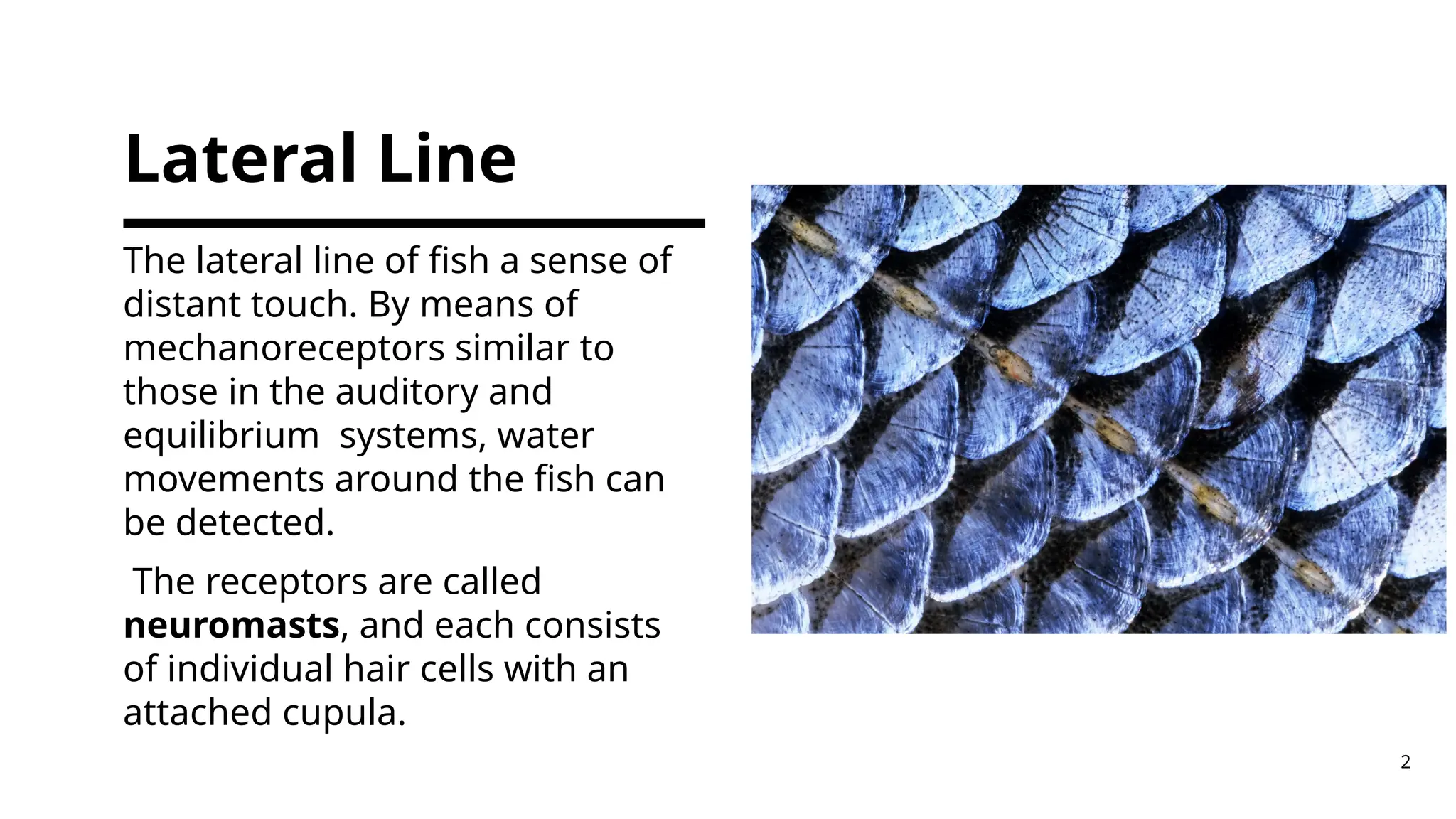 Sensory Perception of fishes physiology of aquatic organism | PPTX