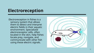 Sensory Perception of fishes physiology of aquatic organism | PPT