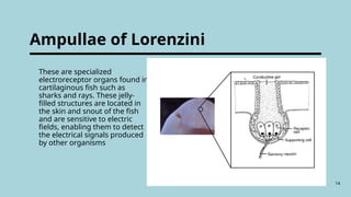 Sensory Perception of fishes physiology of aquatic organism | PPT