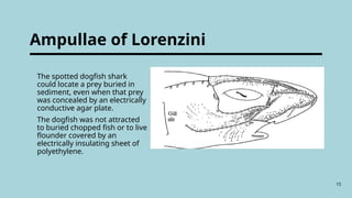 Sensory Perception of fishes physiology of aquatic organism | PPT