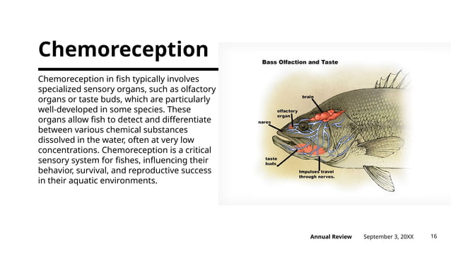 Sensory Perception of fishes physiology of aquatic organism | PPT