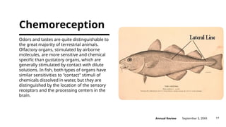 Sensory Perception of fishes physiology of aquatic organism | PPT