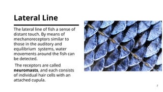 Sensory Perception of fishes physiology of aquatic organism | PPT